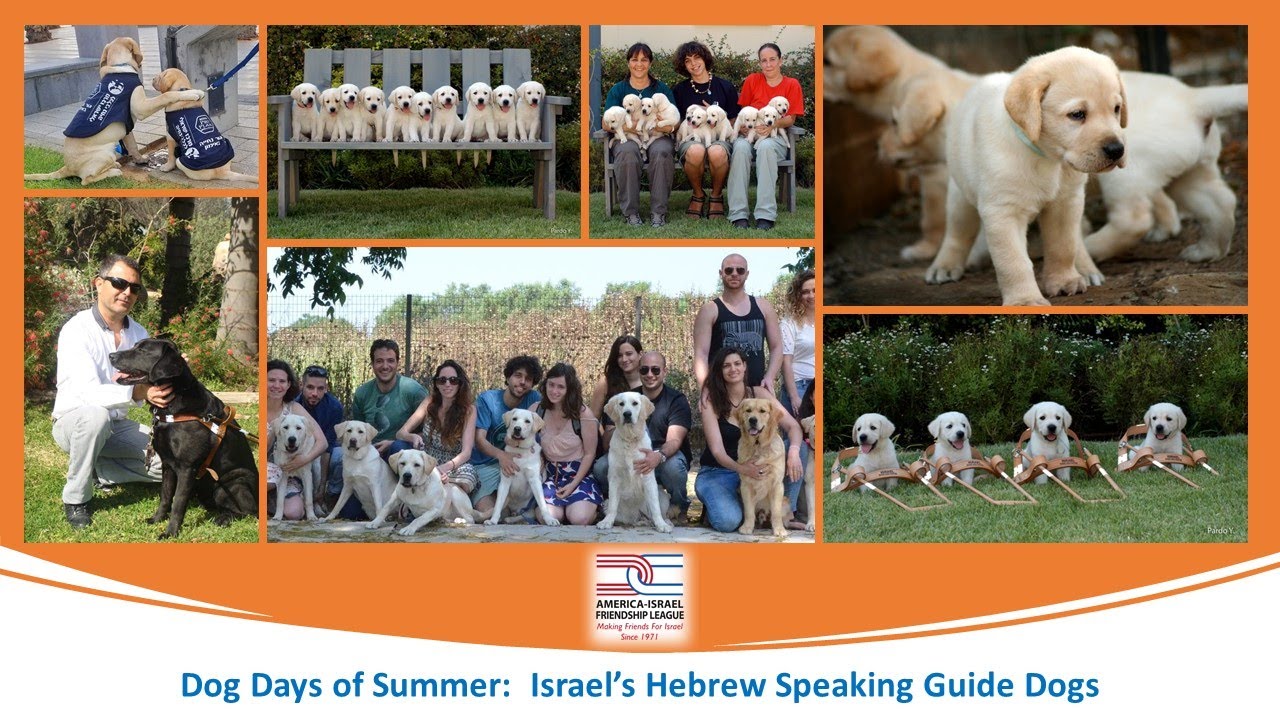 Dog Days of Summer: Israel's Hebrew Speaking Guide Dogs - America ...